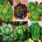 Lechugas, propiedades nutricionales, tipos y cómo cultivarlas