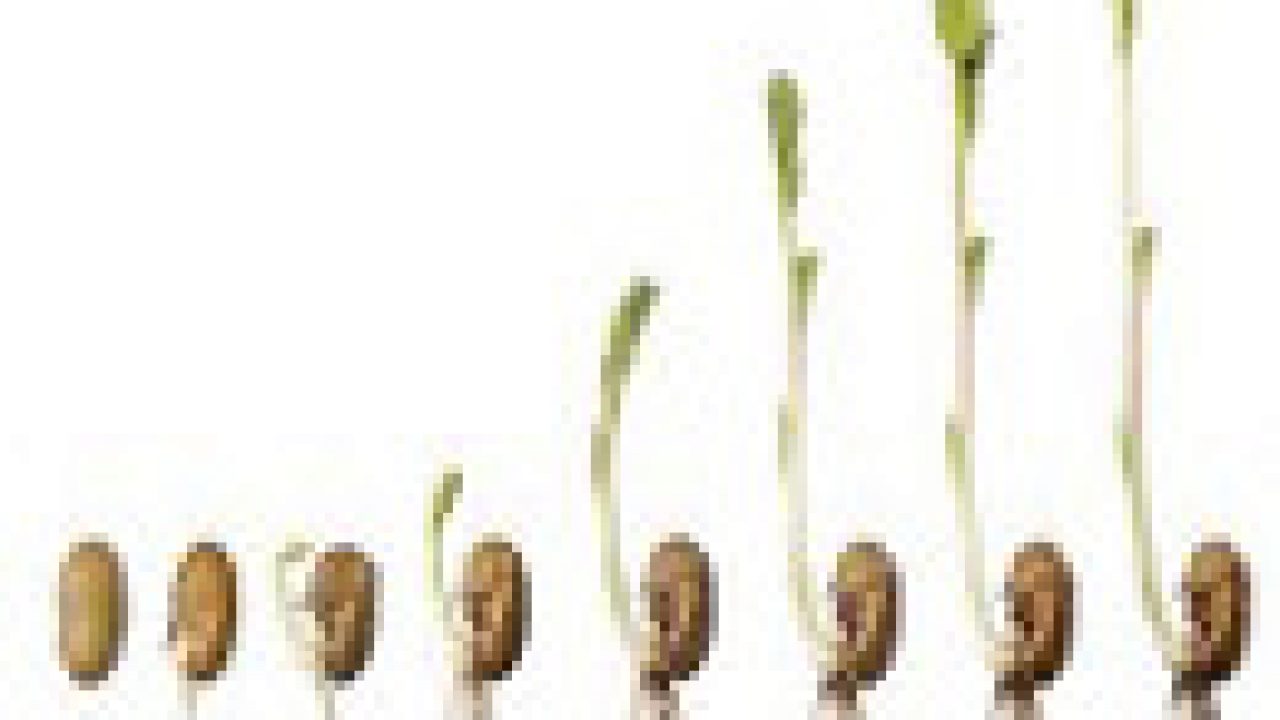 Reproduccion En Plantas Por Semilla