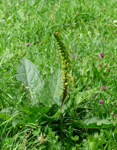 Gordolobo, beneficios y propiedades medicinales de esta planta ...