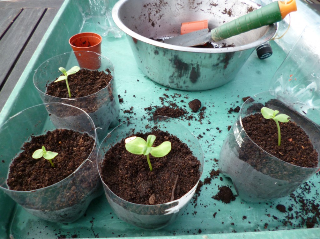 ¿Preparando semilleros o planteles? Toma nota de estos consejos e ideas ...