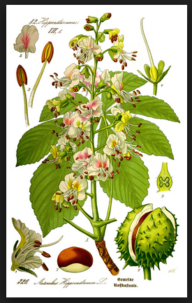 Castaño de Indias, propiedades medicinales de este árbol | ECOagricultor