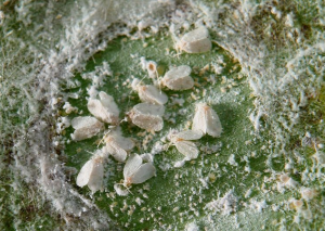 Mosca blanca: prevenir y combatir su plaga en la huerta ecológica