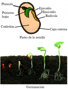 Partes De La Semilla Ecoagricultor