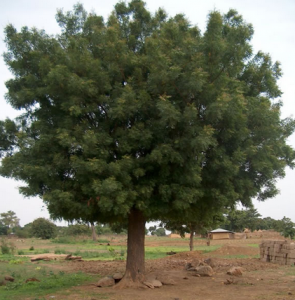 Aceite de neem o nim, propiedades y usos medicinales