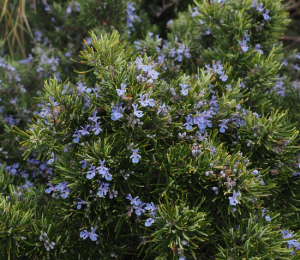 Romero, cuidados imprescindibles para el cultivo de esta maravillosa planta