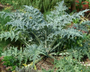 Cardo, propiedades nutricionales y beneficios del consumo de esta verdura