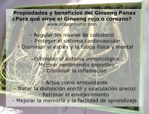 Qué es, propiedades, para qué sirve y contraindicaciones del Panax ginseng