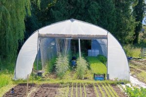 Por qué y cómo hacer un invernadero casero | ECOagricultor